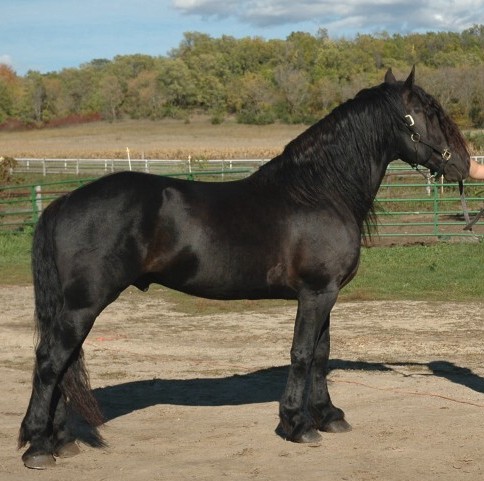 Friesian Heritage & Sporthorse News & Promotions